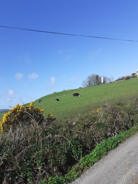 Our Lovely Homestead, west cork in Ireland