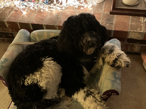 Oreo, the dog in United States of America