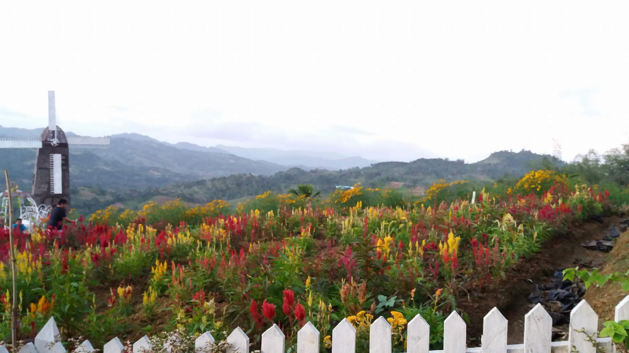 Sirao Garden in Philippines