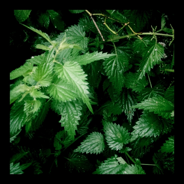 Homemade nettle cordial in United Kingdom